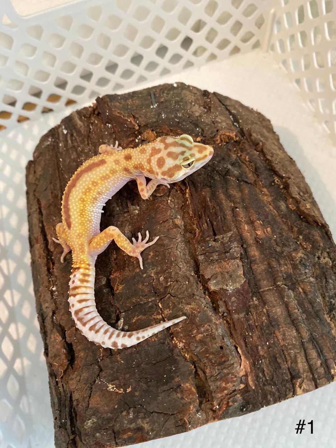 Reverse Stripe Tremper Leopard Gecko by Daisey's Geckos - MorphMarket