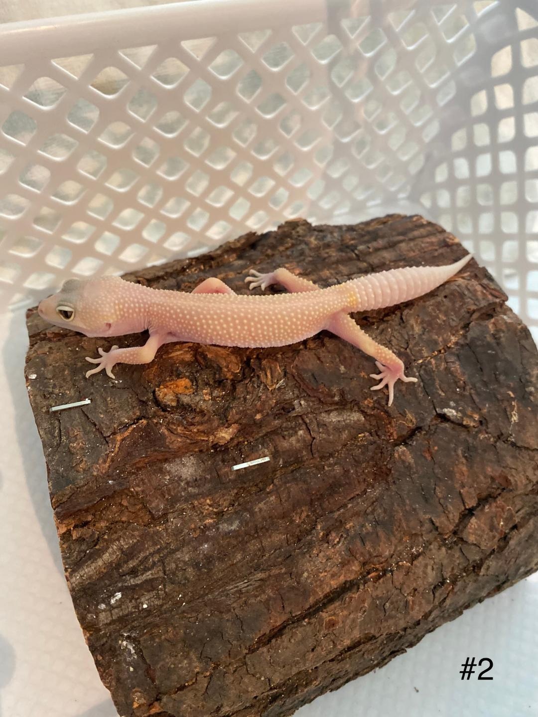 Blizzard/Het Tremper Leopard Gecko by Daisey's Geckos - MorphMarket