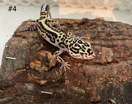 Het Tremper Bold Halloween Mask Leopard Gecko by Daisey's Geckos