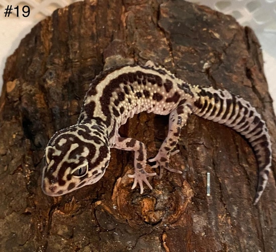 Halloween Bold Stripe Mask Leopard Gecko by Daisey's Geckos