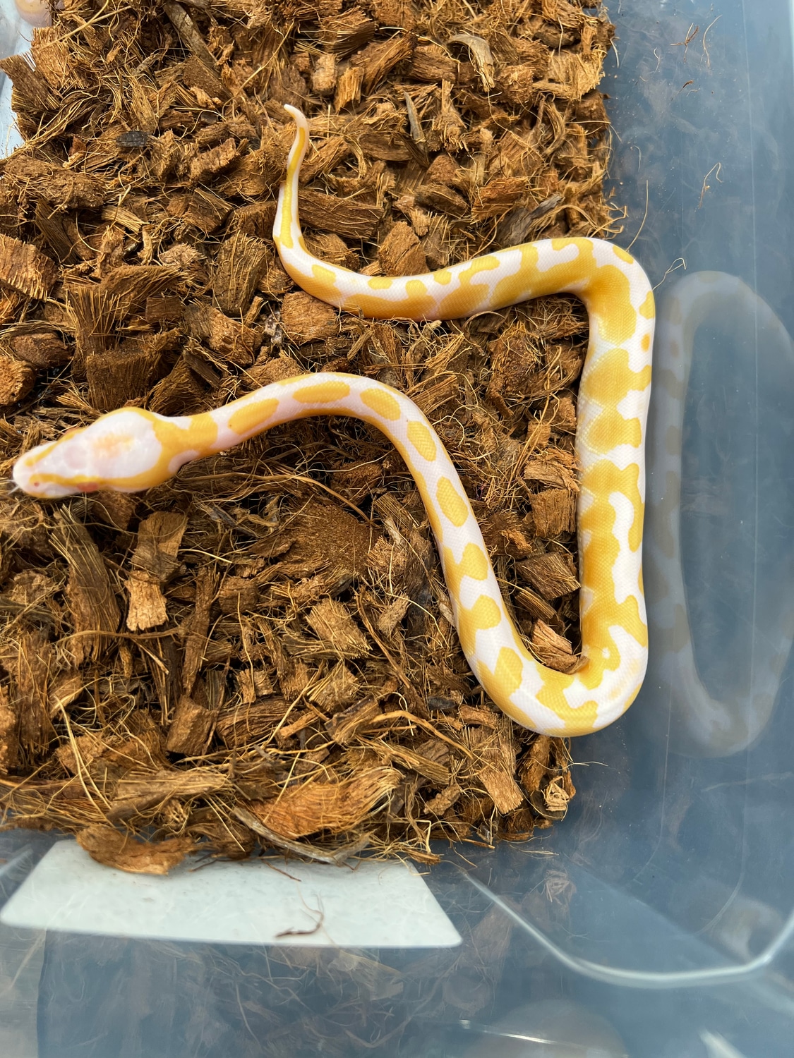 Candino Ball Python by Sliddy Morphs - MorphMarket