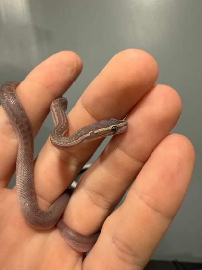 Blue Eyed Hypo Het Tpos House Snake by PA Python’s and Exotic’s