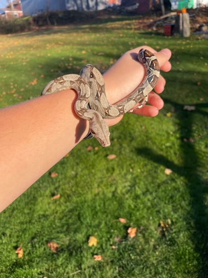 Normal BCI Boa Constrictor by George’s Exotics