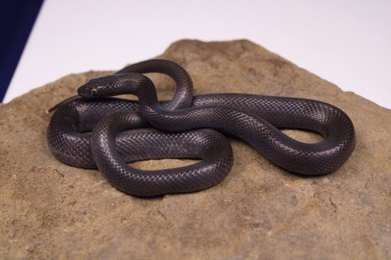 Black African House Snake by Flood City Reptiles