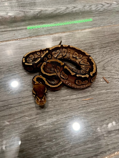 Paint Ball Python by Don Pablo Reptiles LLC