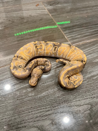 Super Enchi Hurricane Hypo Rainbow Paradox Ball Python by Don Pablo ...