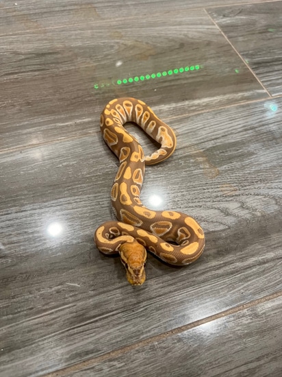 Ultramel Blackhead Orange Dream 66% Het Cryptic Ball Python by Don ...