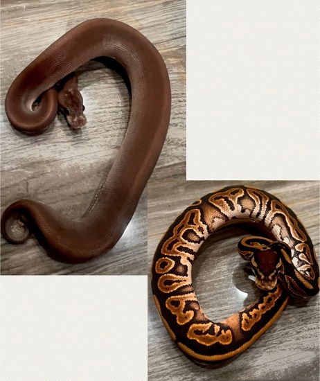 Super Black Pastel Het Pied Ball Python by Don Pablo Reptiles LLC