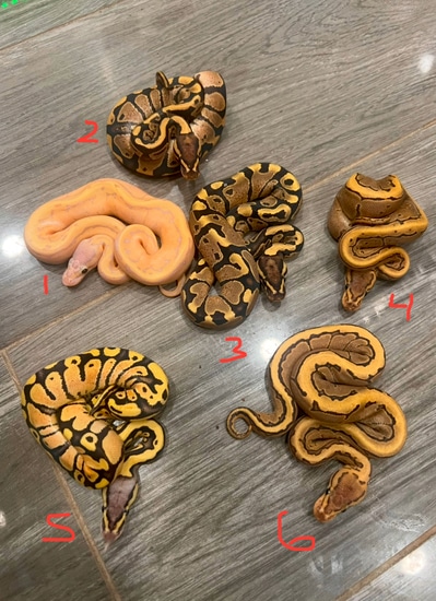 Group Of Ball Python’s Banana, Fire, Vanilla, Mandarin by Don Pablo ...