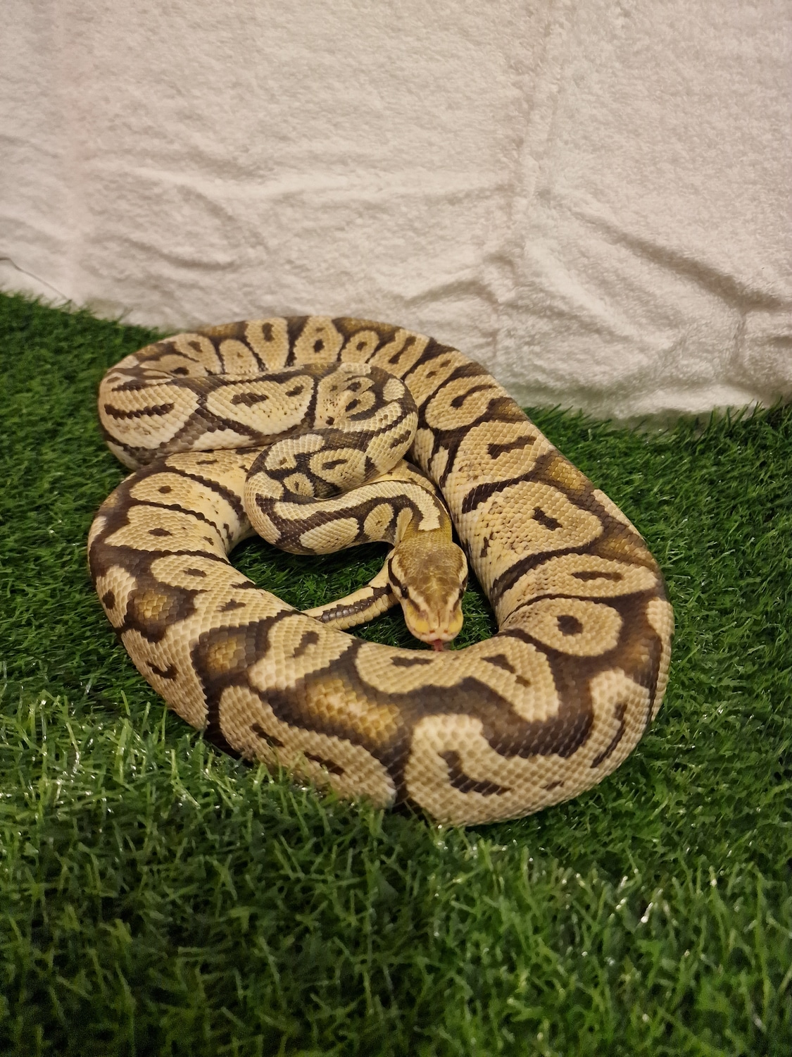 Patel Ghost Het Ultramel Ball Python by Southeastern Royals - MorphMarket