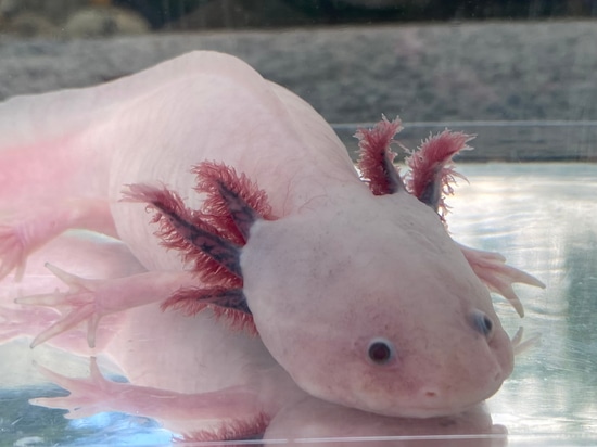 Leucistic Blue Gill Axolotl by Pacifica Axolotls
