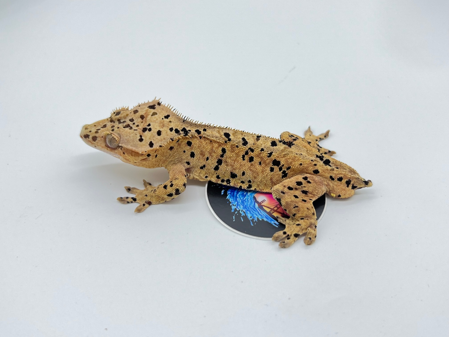 Super Dalmatian Crested Gecko by Pacific Crest Geckos - MorphMarket