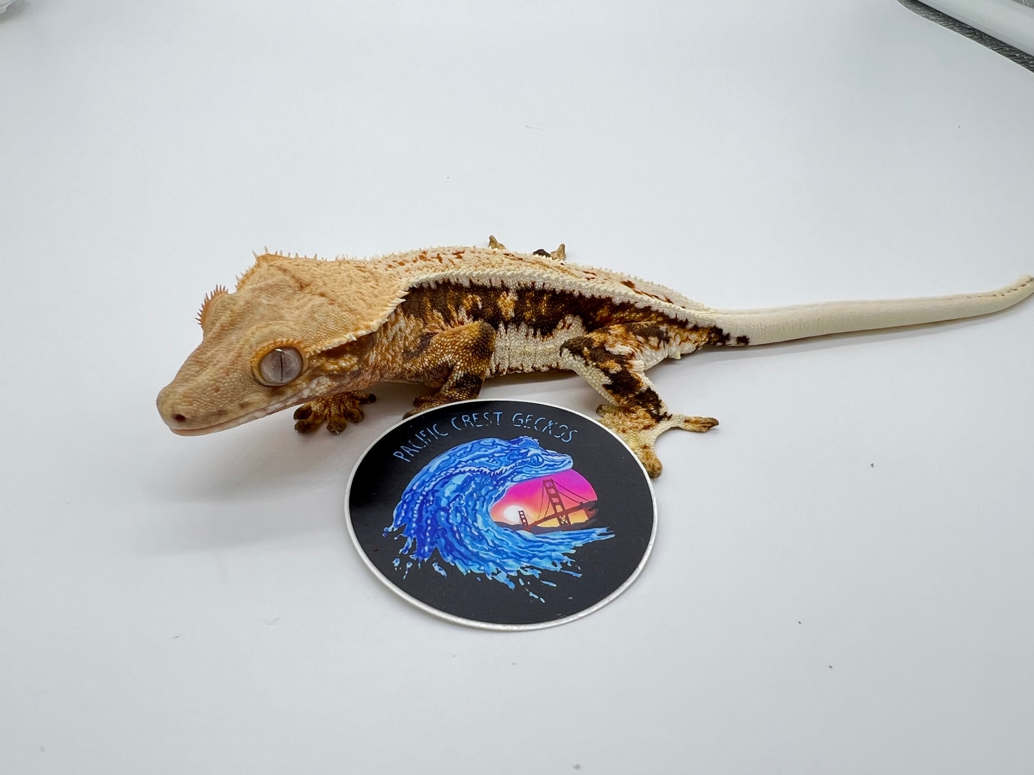 Lilly White Crested Gecko by Pacific Crest Geckos - MorphMarket