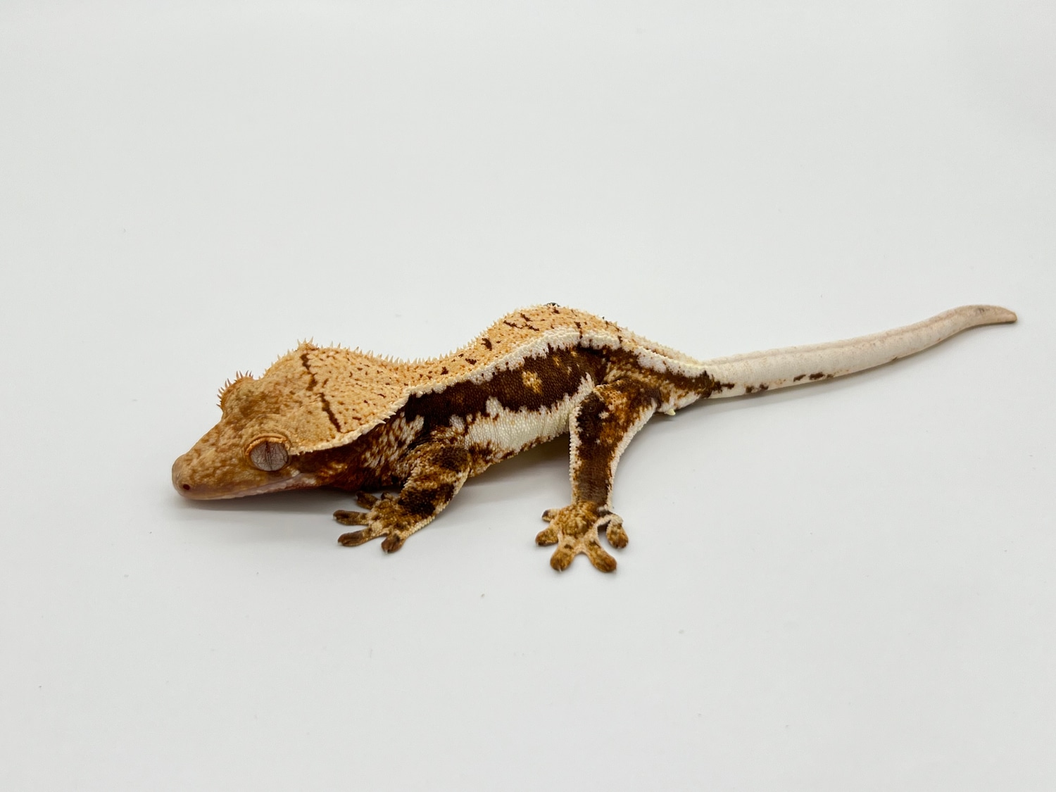 Female Lilly White Crested Gecko by Pacific Crest Geckos - MorphMarket