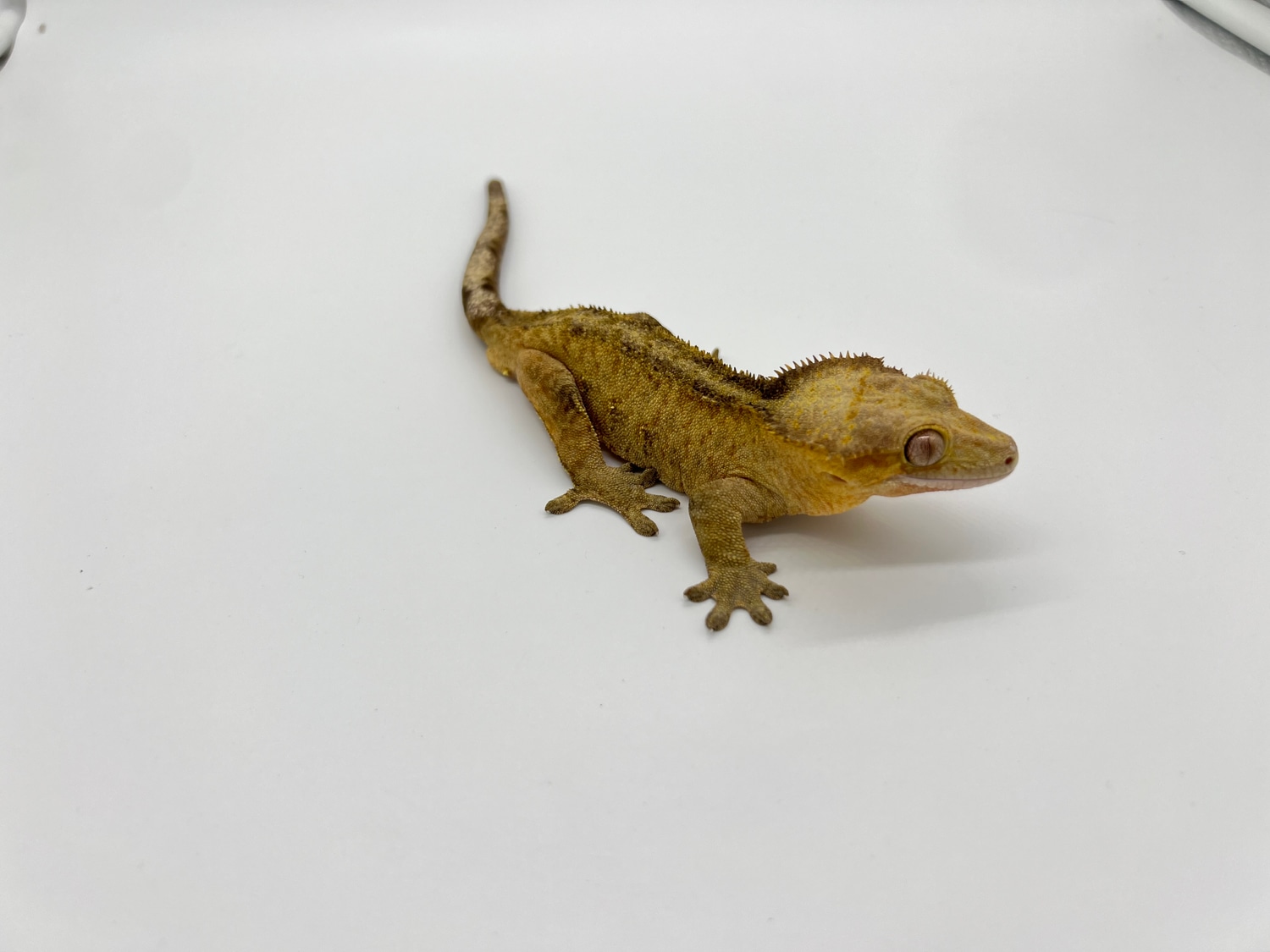 Male 100% Het Axanthic Crested Gecko by Pacific Crest Geckos - MorphMarket