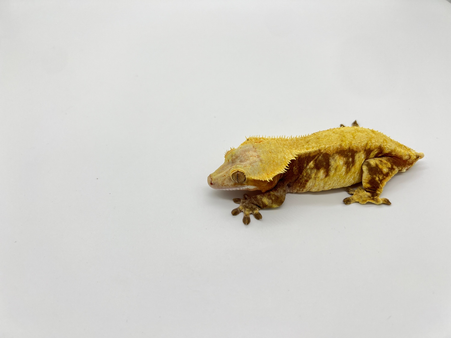 Female Red Harlequin Crested Gecko by Pacific Crest Geckos - MorphMarket