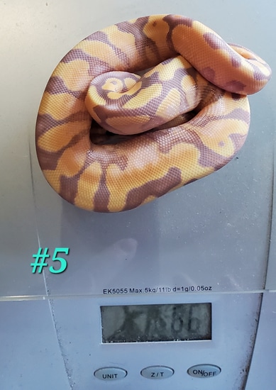 Banana Yellow Belly Enchi Ball Python by CDB Critters