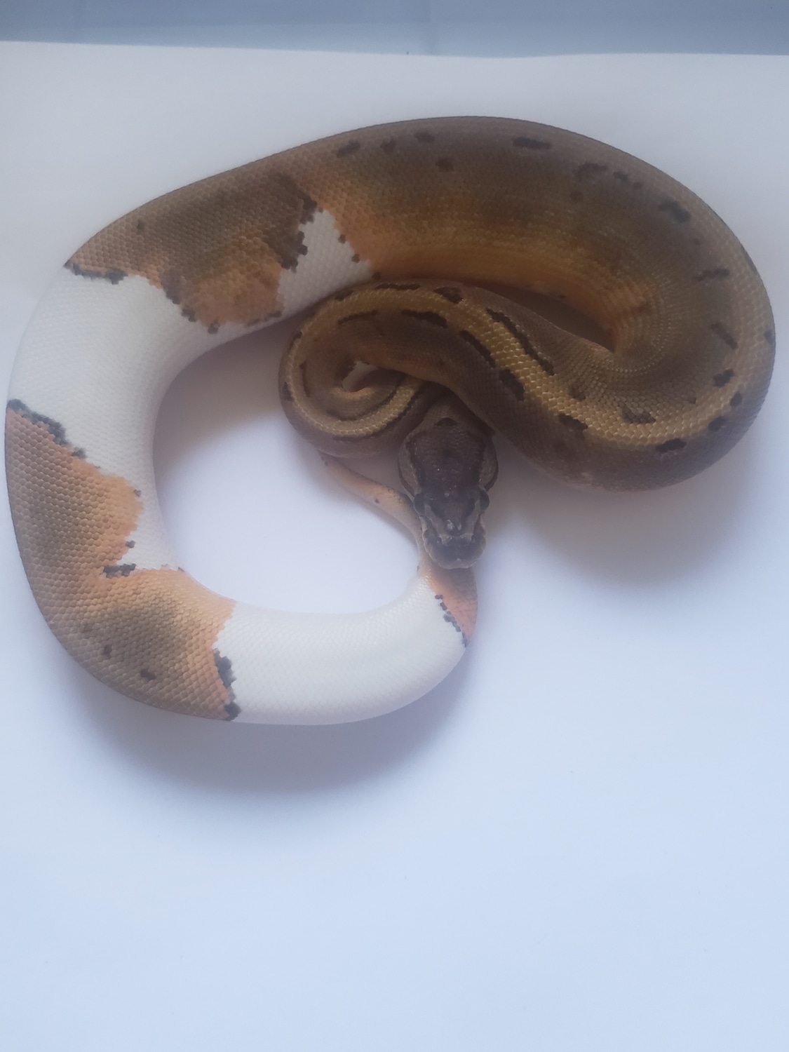 Pinstripe Pied Ball Python by Islandreptiles - MorphMarket