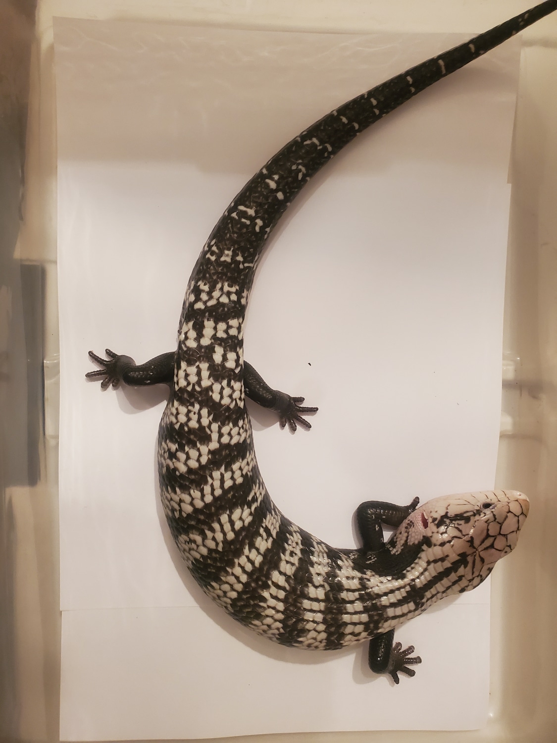 Axanthic Halmahera Halmahera Blue-Tongued Skink by Islandreptiles ...