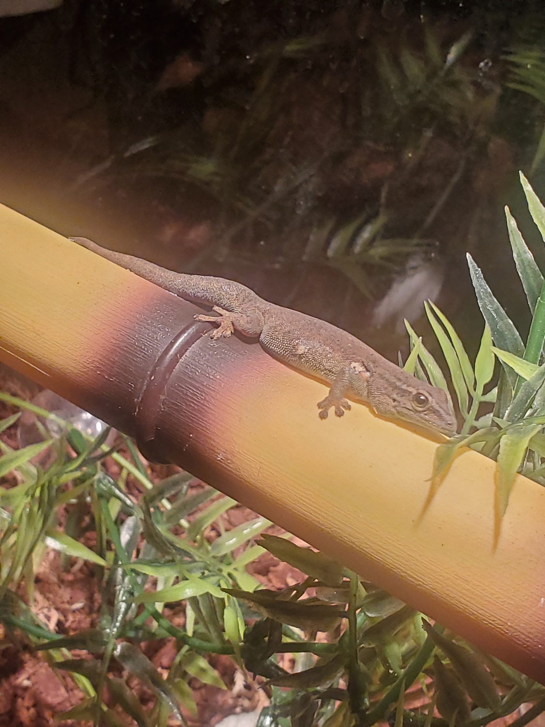 Electric Blue Female ( Lygodactylus Williamsi ) Day Gecko by ...