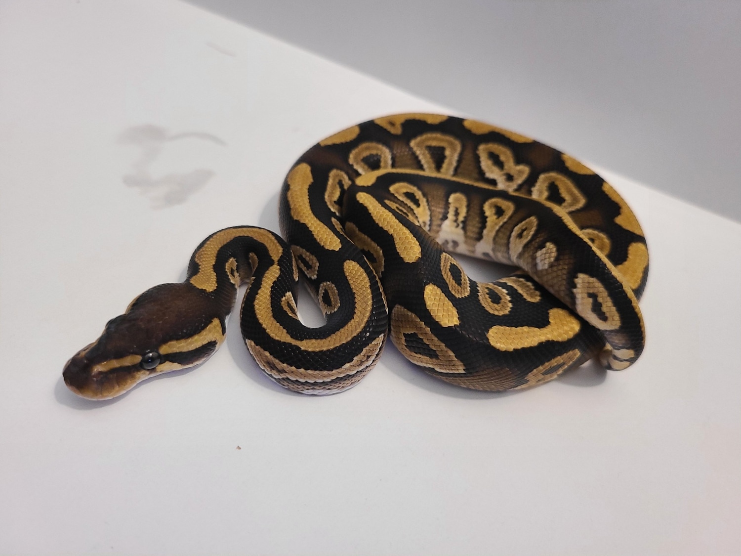 Mojave Yellowbelly 100% Het Clown Ball Python by Islandreptiles ...