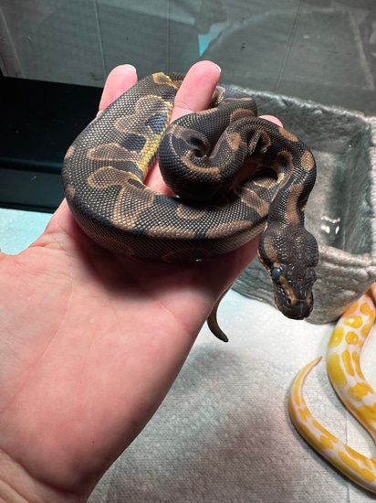 Chocolate Leopard/calico Ball Python by Spakes ball pythons