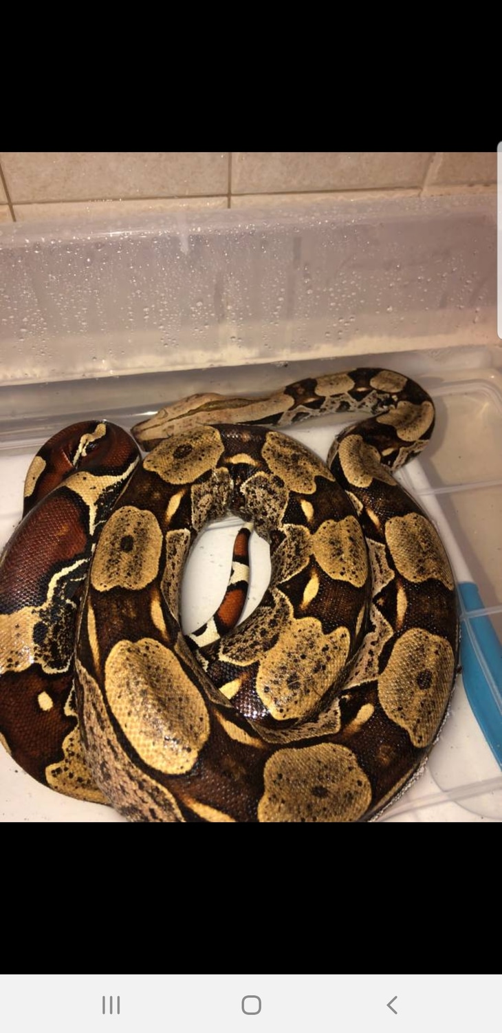 Surinam True Red-tailed Boa Constrictor by Mighty Morphs - MorphMarket