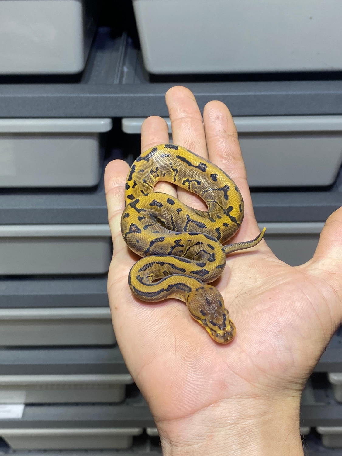 Leopard Yellowbelly Pinstripe 66% Het Clown Ball Python by Pagoda City ...