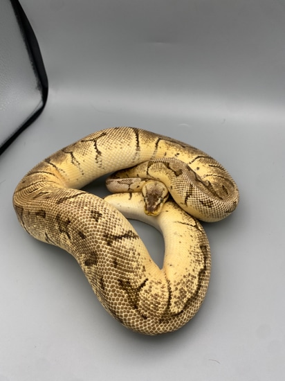 Lemonblast Yellowbelly Enchi Ball Python by Pagoda City Pythons