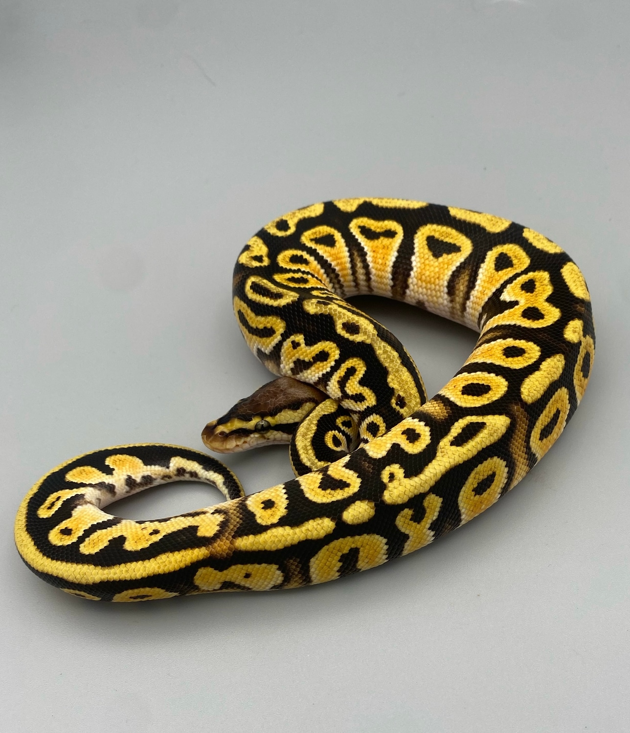 Pastel Orange Dream Cypress Het Clown 50% Het Genetic Stripe Ball ...