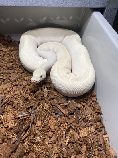 Mystic Butter Het Clown Ball Python by Pagoda City Pythons