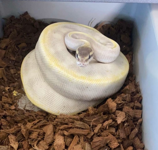 GHI Crystal Spotnose Ball Python by Pagoda City Pythons