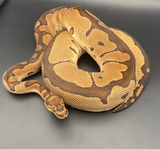 Blade Clown Ball Python by Pagoda City Pythons