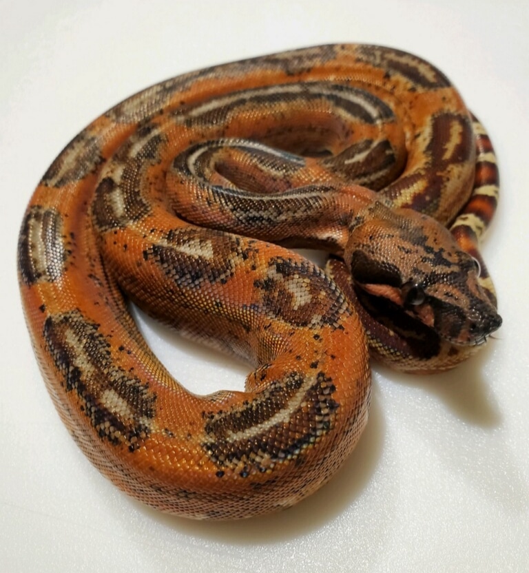 Hypo Leopard 66% Het Albino Boa Constrictor by BloodLine Boas - MorphMarket