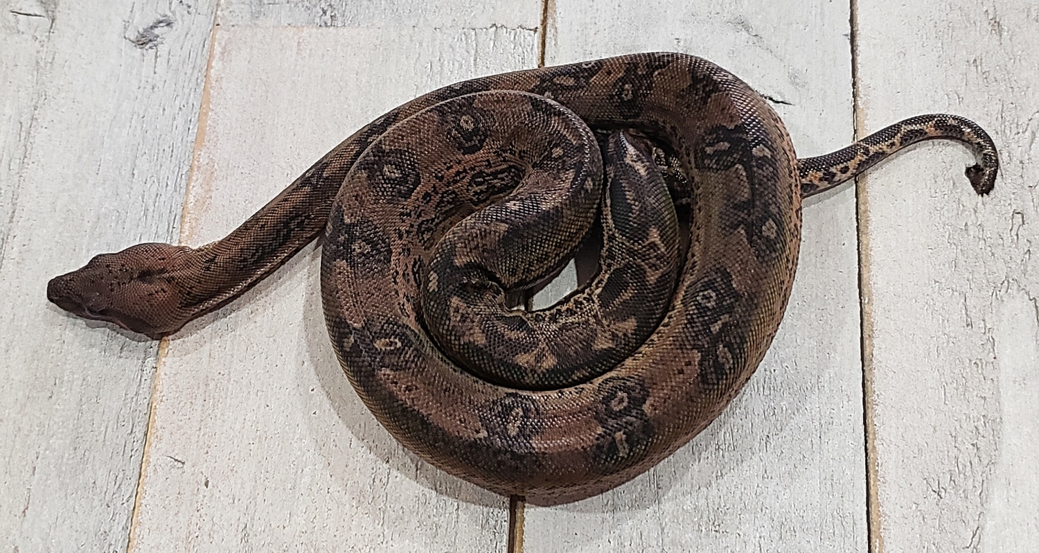 Leopard Boa Constrictor by BloodLine Boas - MorphMarket