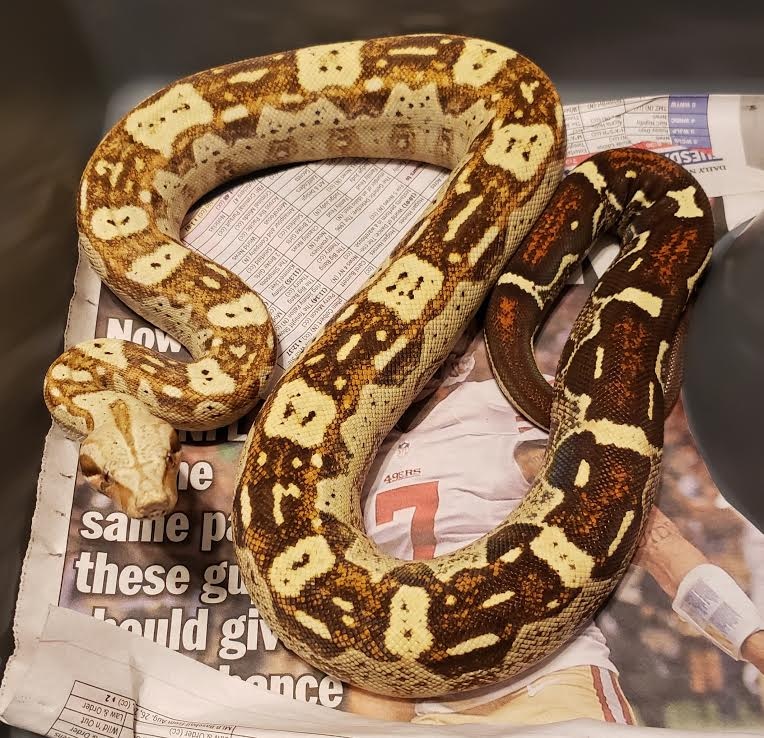 VPI T+ Aztec Boa Constrictor by BloodLine Boas - MorphMarket