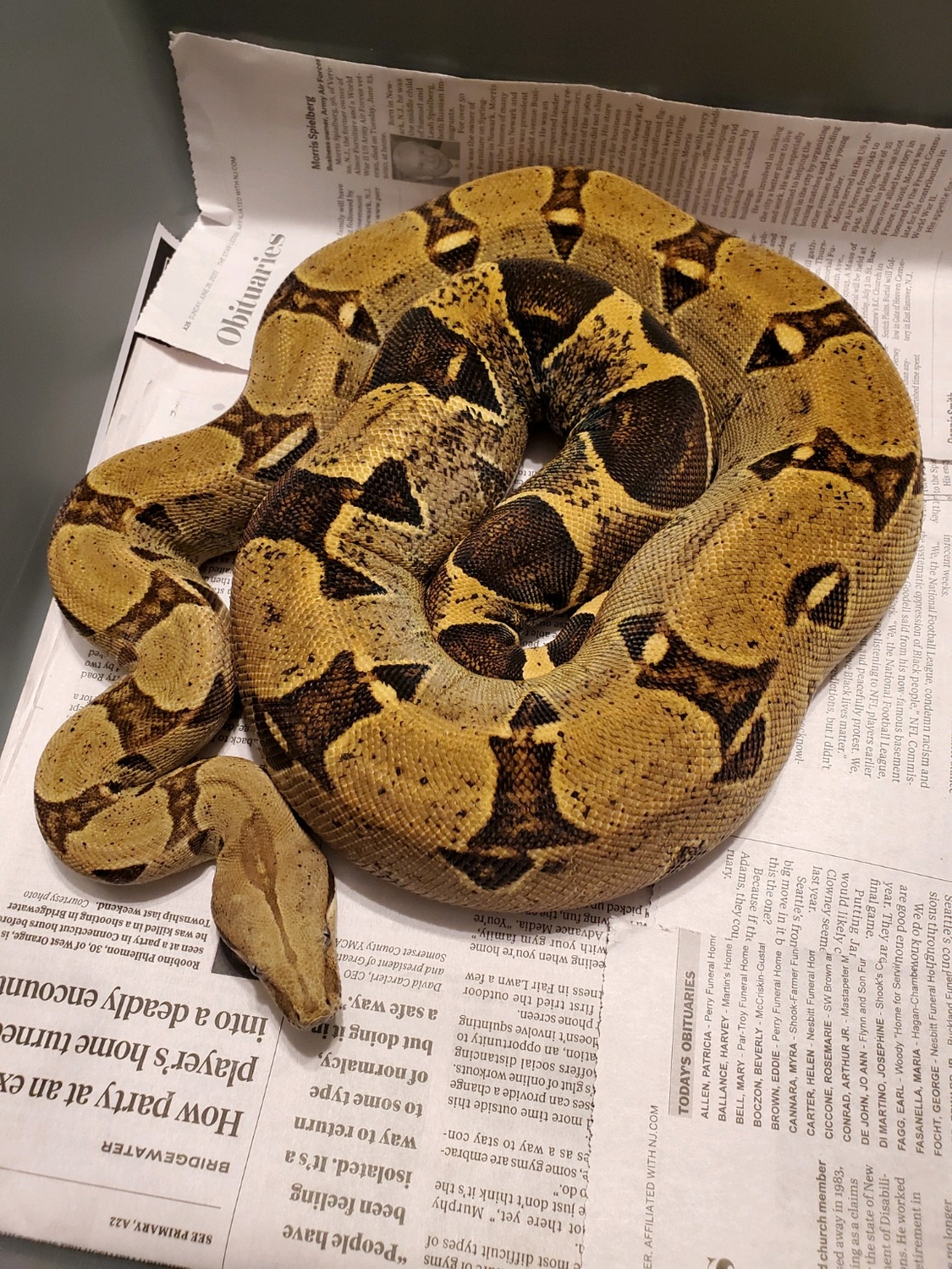Jungle 66% Het VPI Snow Boa Constrictor by BloodLine Boas - MorphMarket