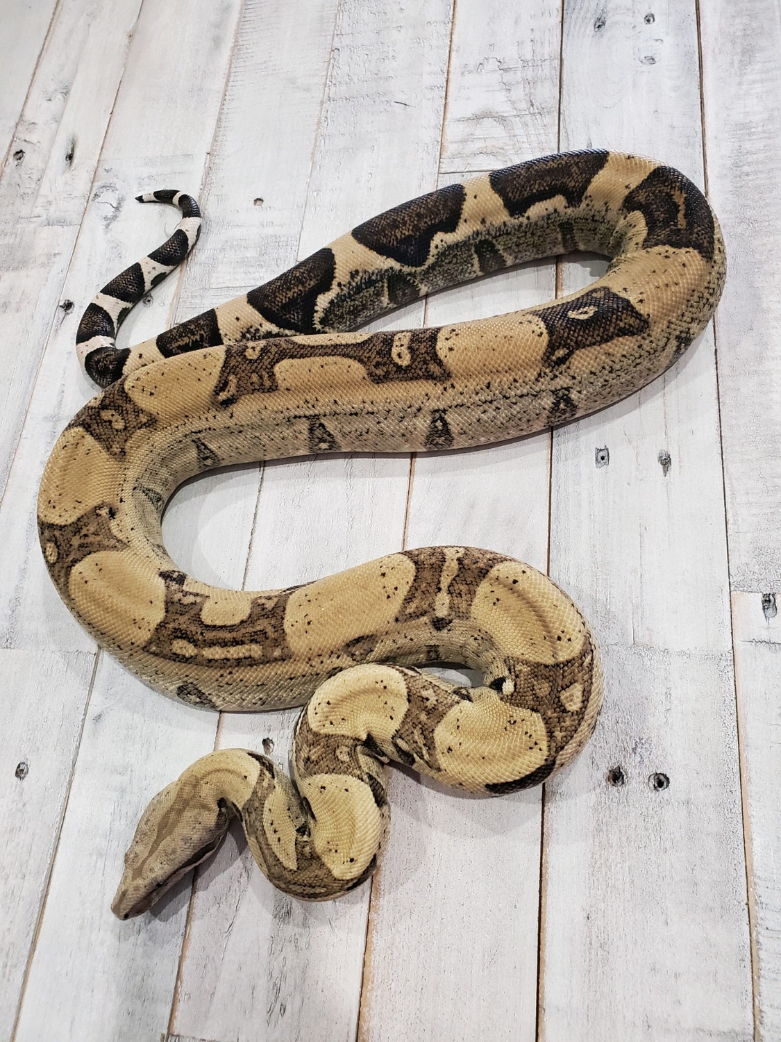 Orangasm Type 1 Anery Jungle 66% Het VPI Boa Constrictor by BloodLine Boas - MorphMarket