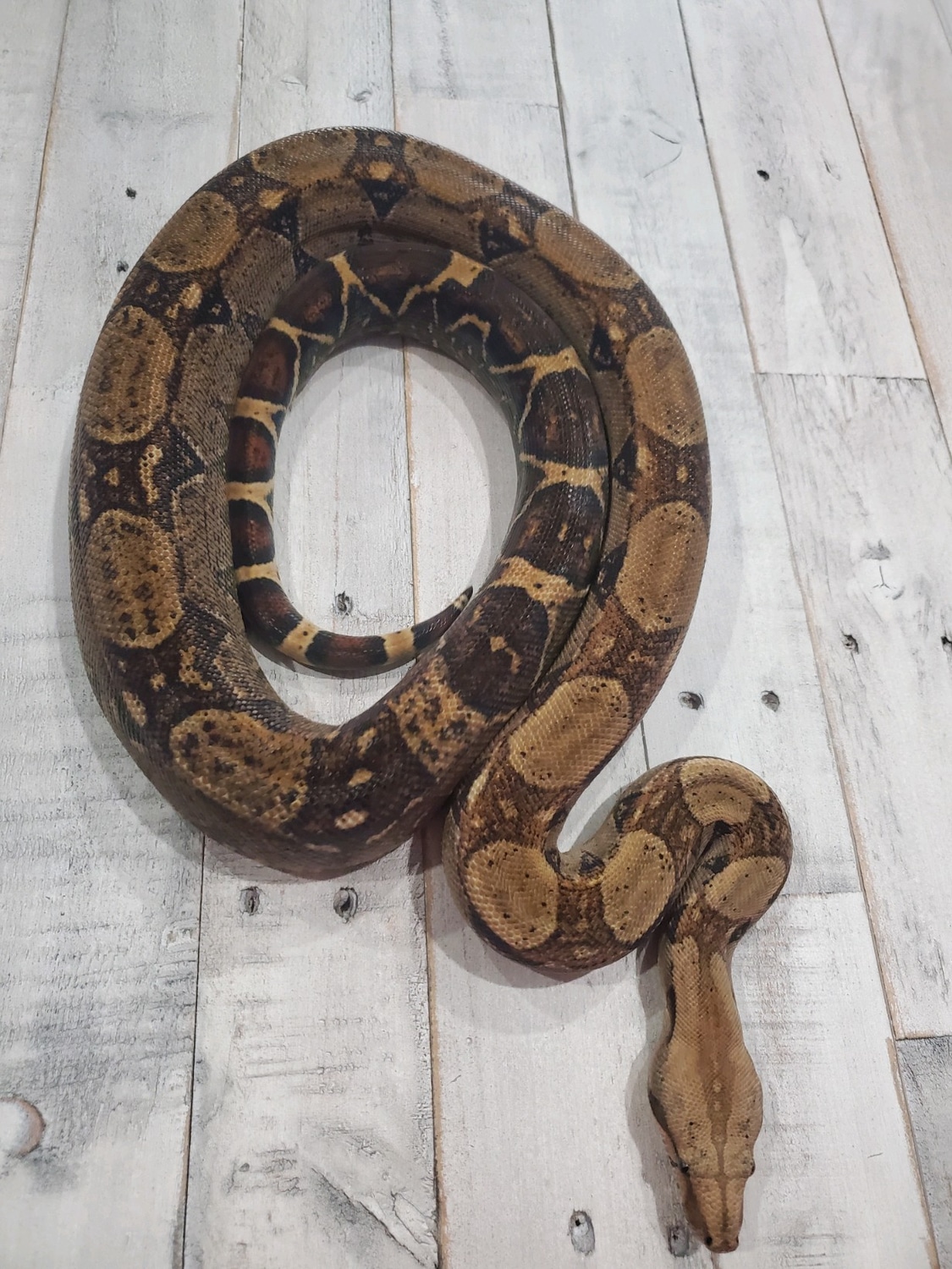 Normal DH Spector Boa Constrictor by BloodLine Boas - MorphMarket