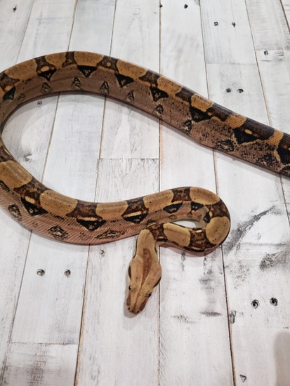 Normal DH Spector Boa Constrictor by BloodLine Boas