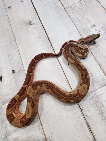 Hypo 66% Het Spector Boa Constrictor by BloodLine Boas