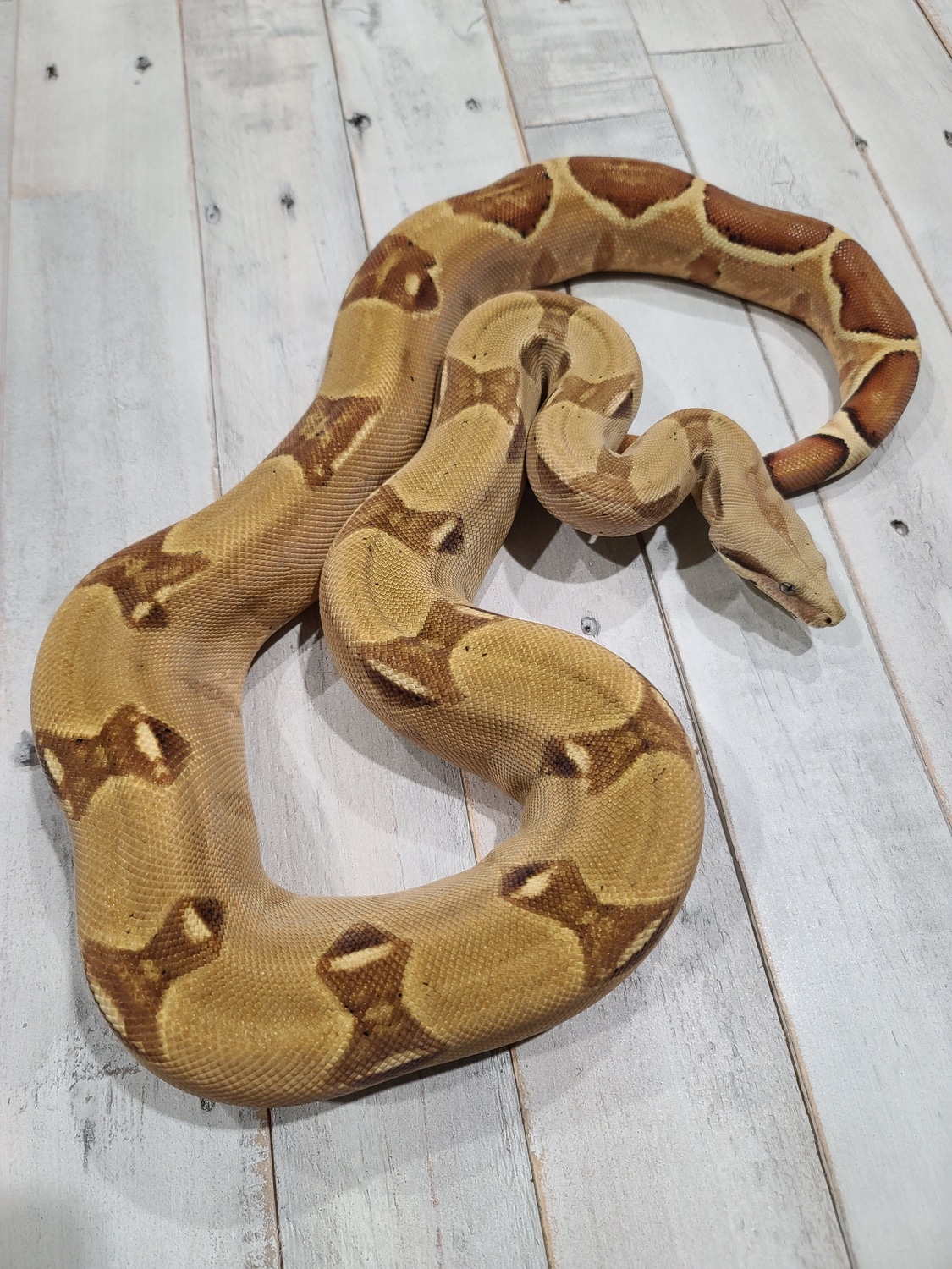 Hypo DH VPI Snow Boa Constrictor by BloodLine Boas - MorphMarket