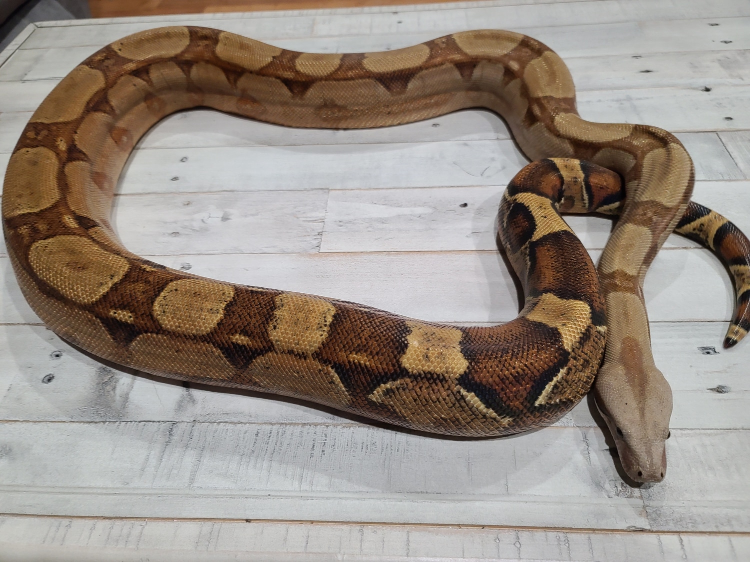 Key West Het VPI Boa Constrictor by BloodLine Boas - MorphMarket