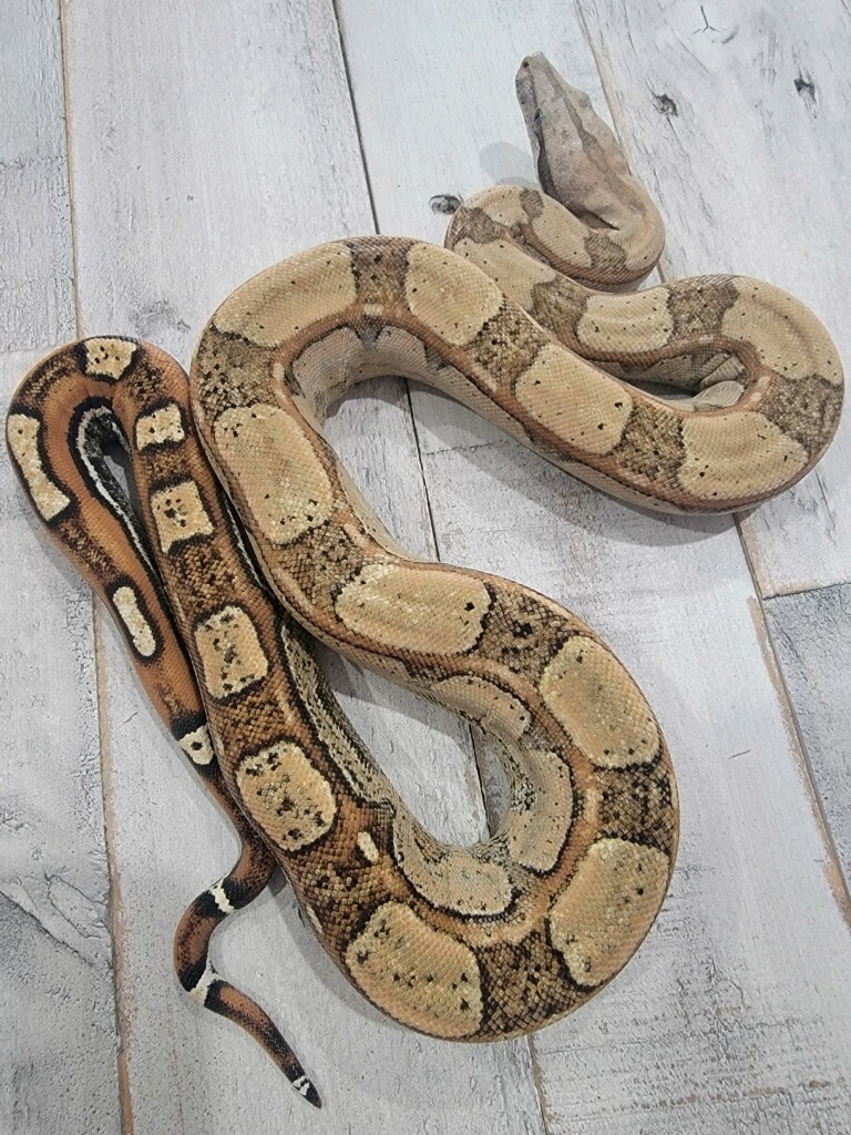 PDMT Paradox Key West Het VPI Snow Boa Constrictor by BloodLine Boas ...