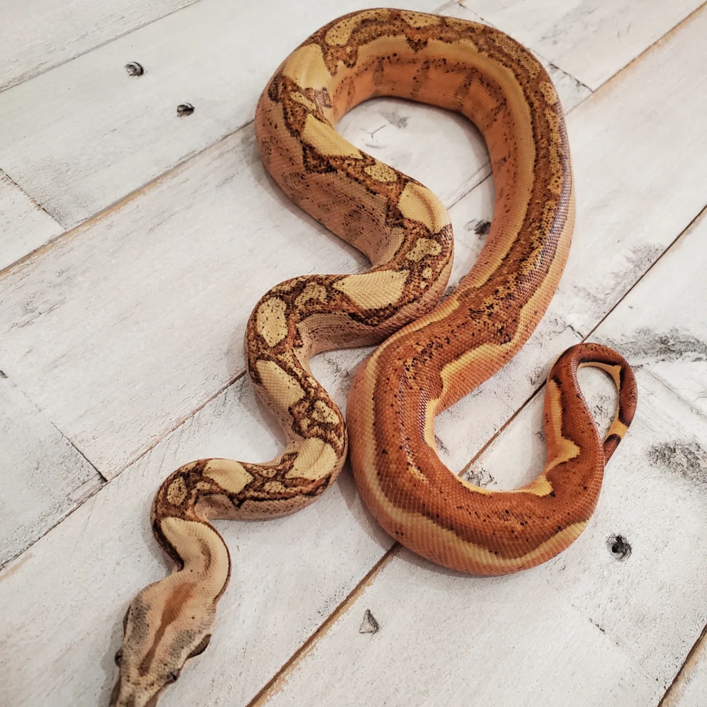 Hypo 66% Het Spector Boa Constrictor by BloodLine Boas - MorphMarket