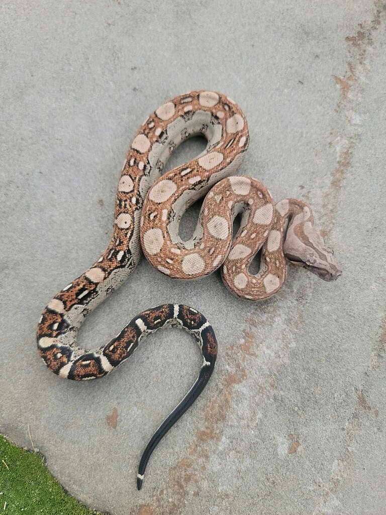 PP Aztec DH Spector Boa Constrictor by BloodLine Boas - MorphMarket