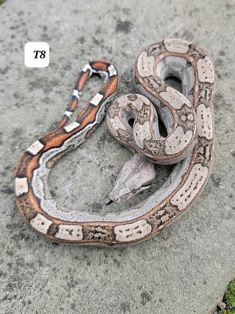 PDMT Key West Het VPI 66% Type 1 Anery Boa Constrictor by BloodLine ...