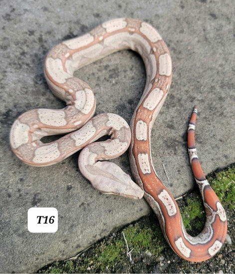 PDMT VPI Key West 66% Het Type 1 Anery Boa Constrictor by BloodLine Boas