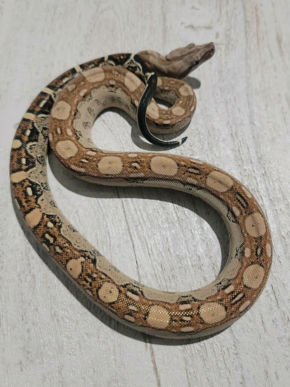Aztec Het Spector Boa Constrictor by BloodLine Boas