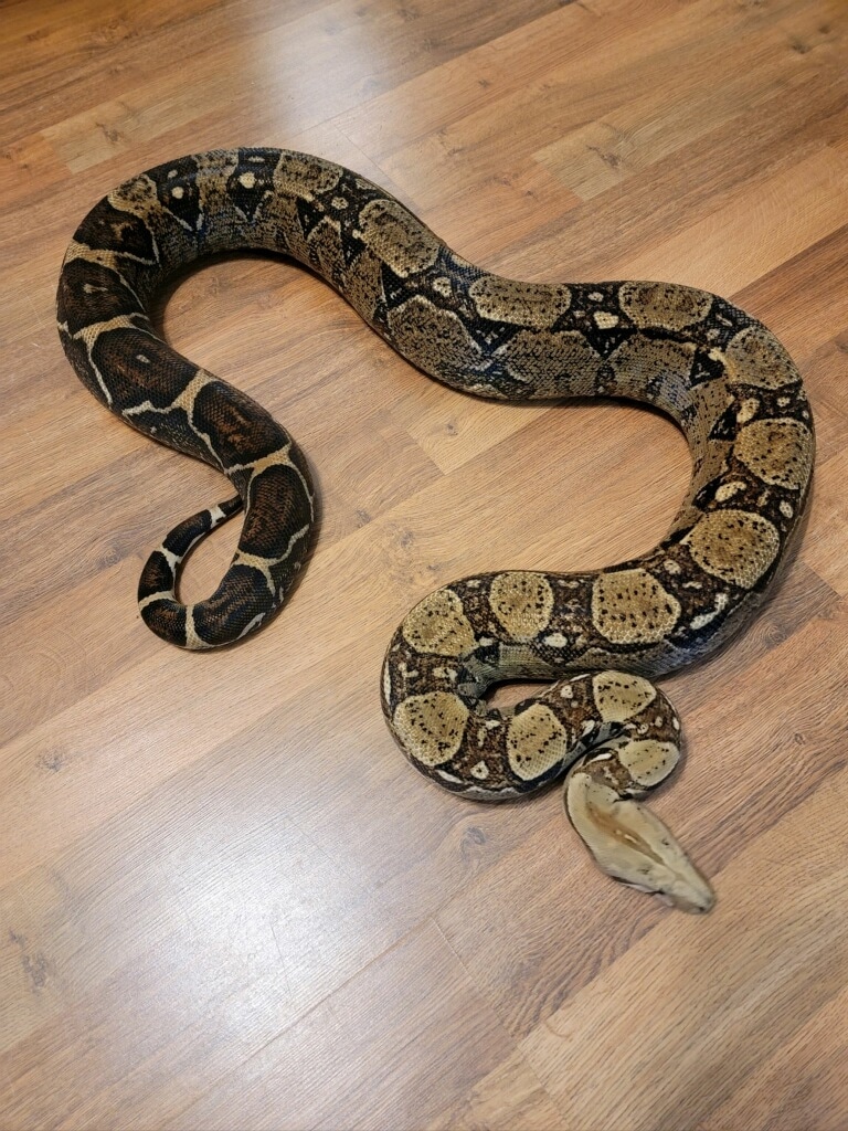 Normal DH Spector Boa Constrictor by BloodLine Boas - MorphMarket